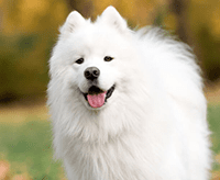 Samojed – charakter, cena, opis rasy | Rasy Psów | PEDIGREE®